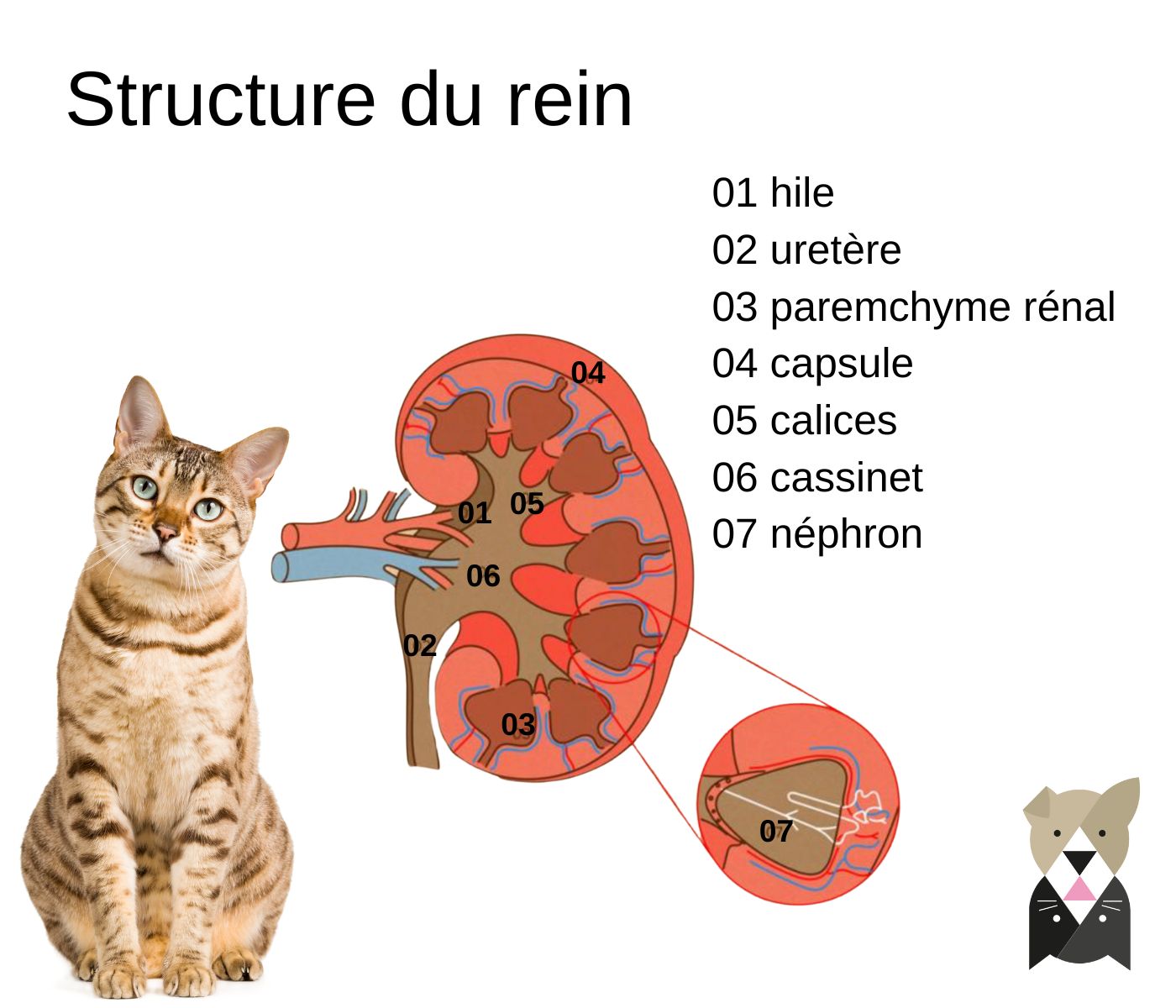 Problèmes rénaux chez le chat : comprendre, repérer, agir