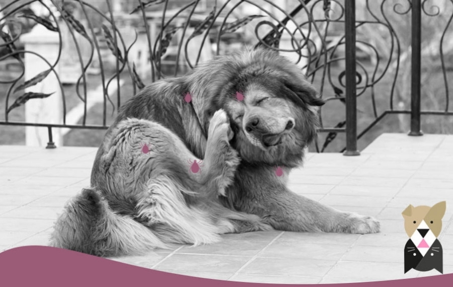 Solution et remède contre les puces des chiens